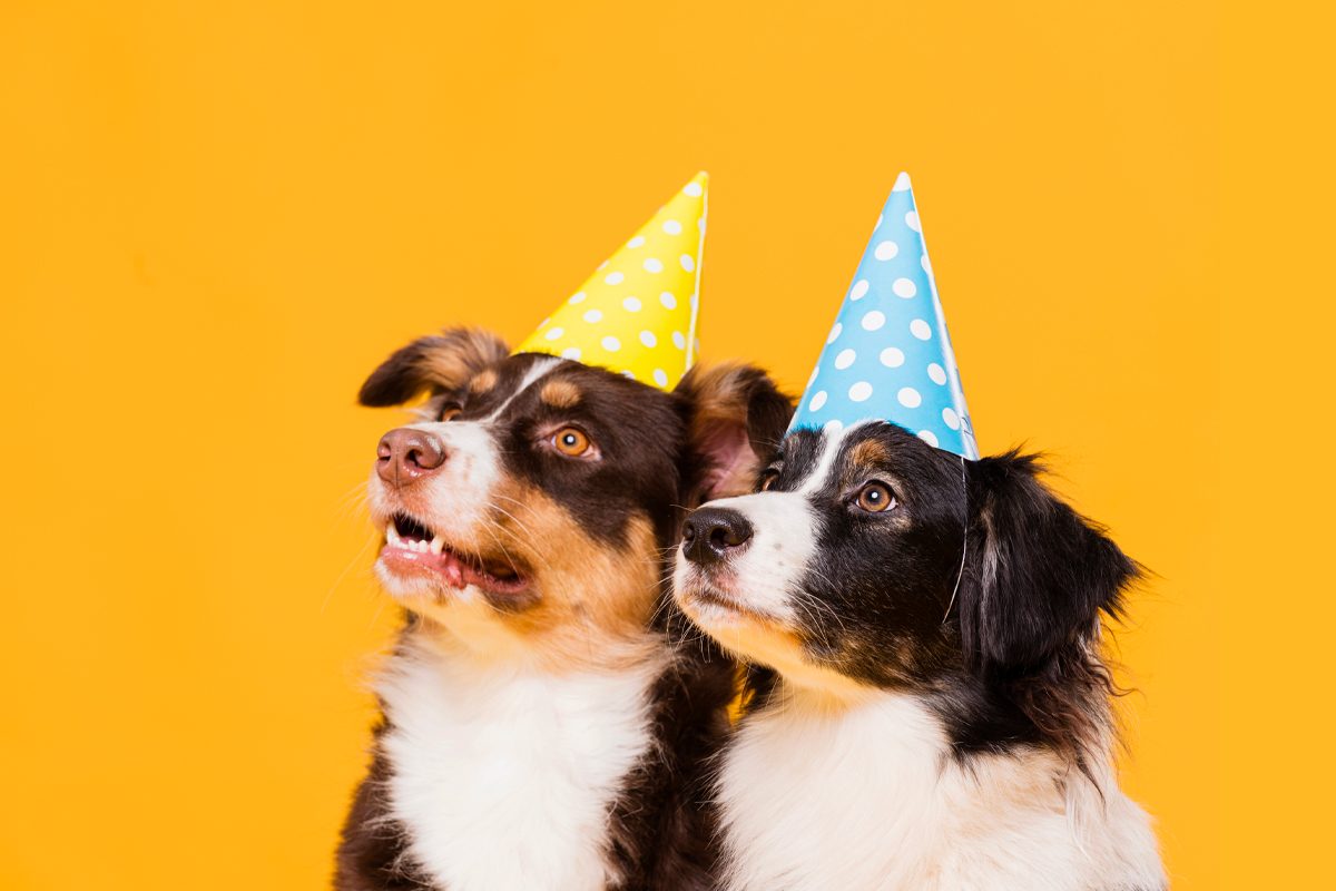 Why do dogs play? - Petaro