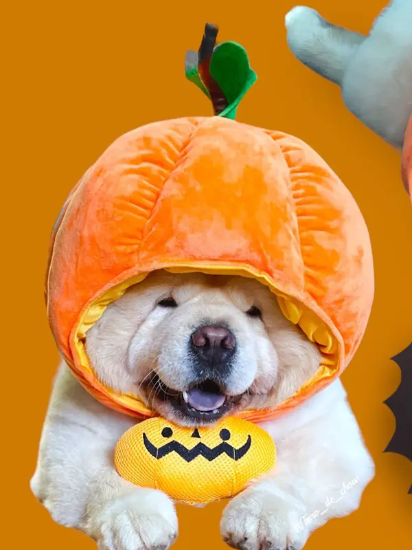 Pumpkin Hat - Petaro